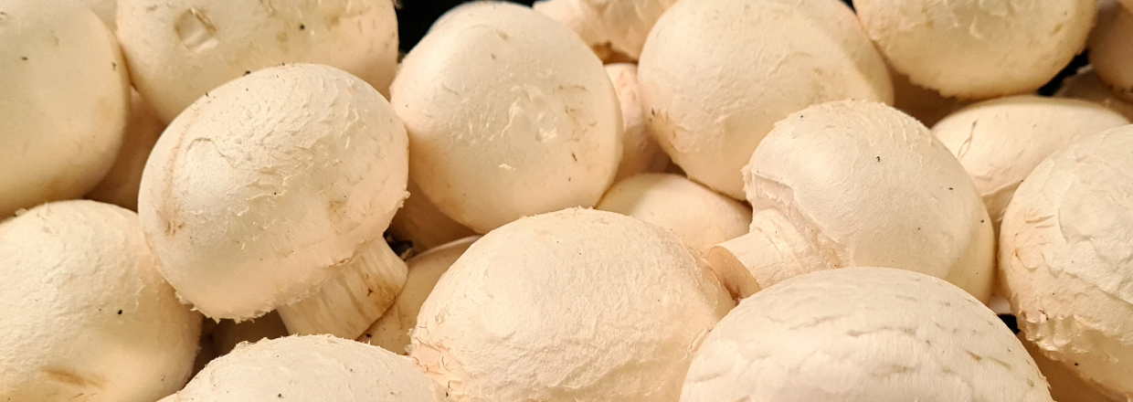 TILBUD - Torvegrønt.dk