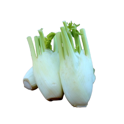 Fennikel, stk - Grønt - Torvegrønt.dk