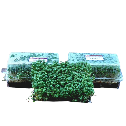 Karse, bakke - Grønt - Torvegrønt.dk